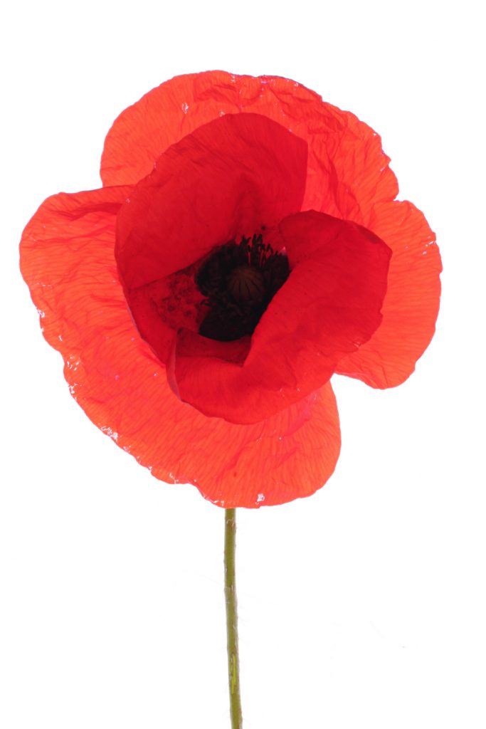 PANTONE Poppy red 17-1664 - Mater NaturaMater Natura