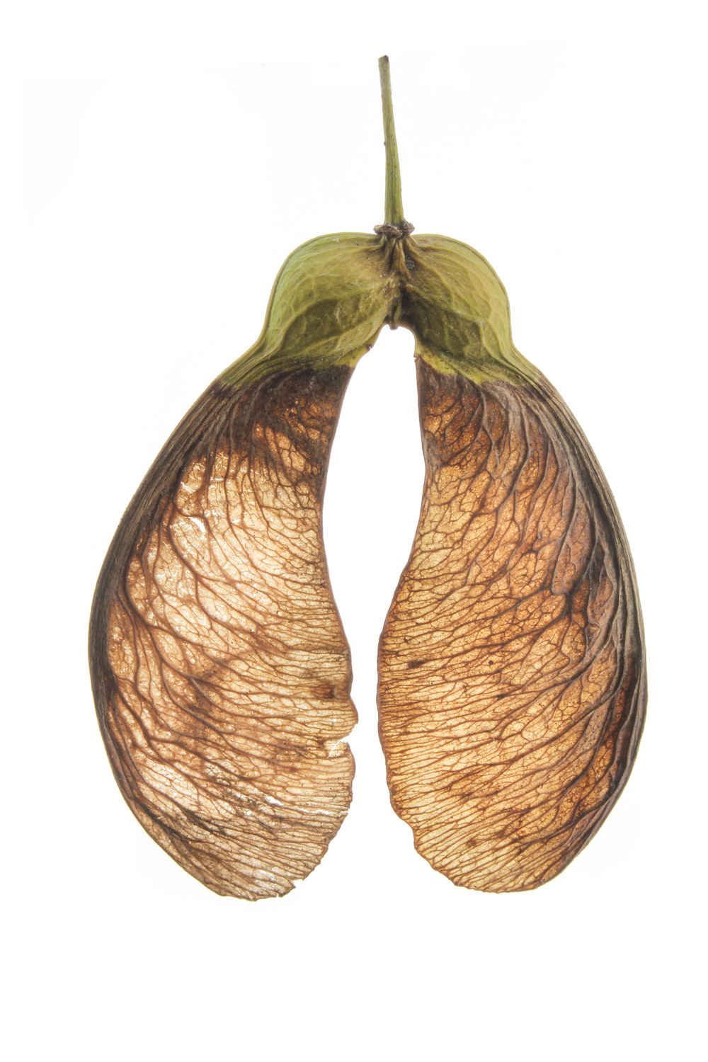 todo está dentro - Mater NaturaMater Natura