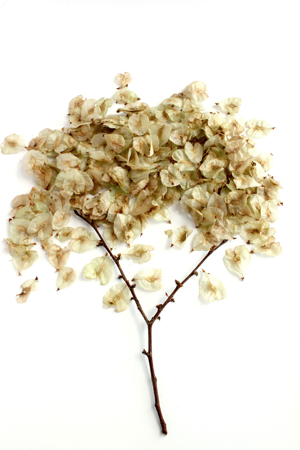 sámaras - Mater NaturaMater Natura