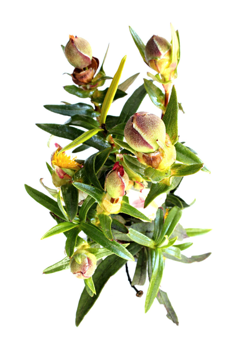 jara - Mater NaturaMater Natura