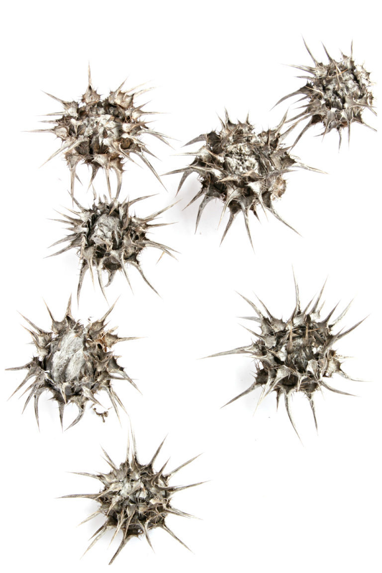 cardos - Mater NaturaMater Natura