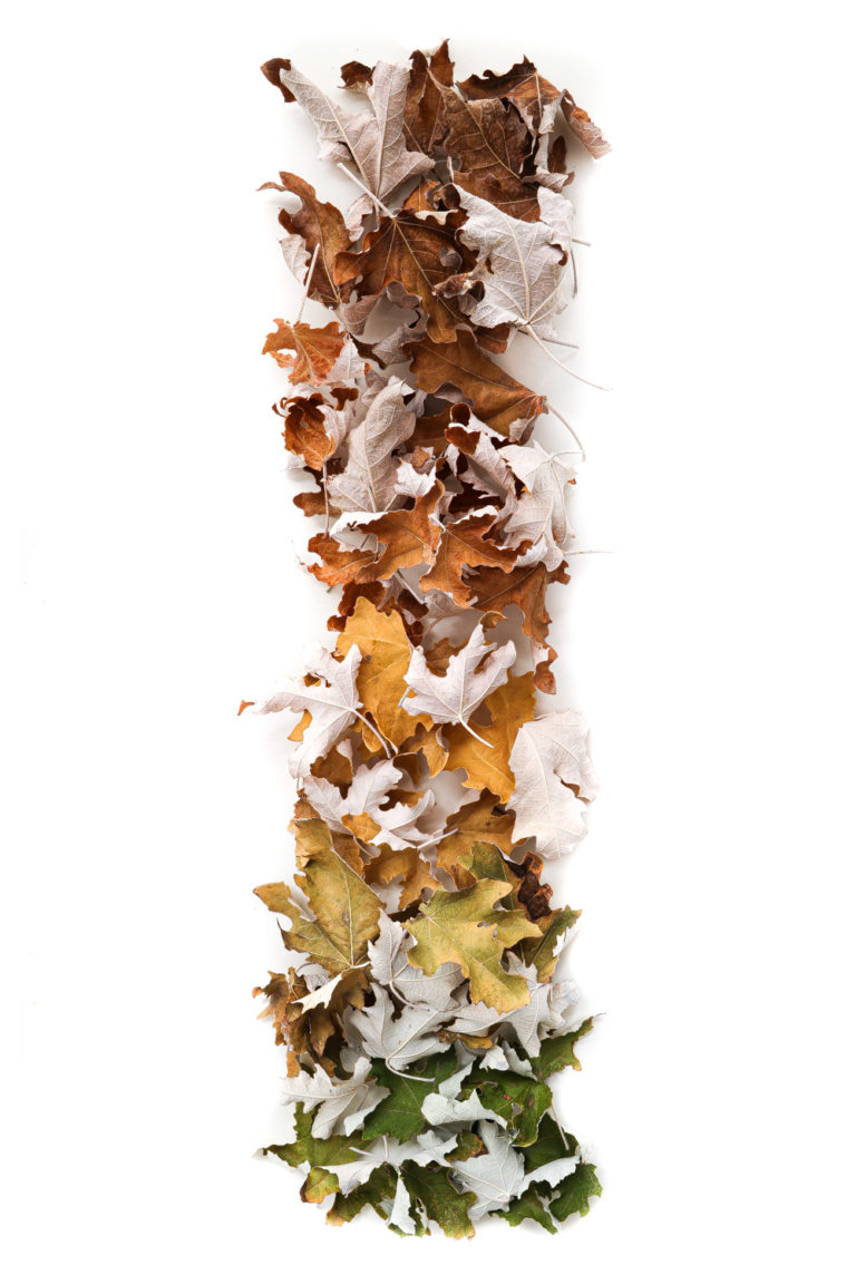 el álamo y sus colores - Mater NaturaMater Natura